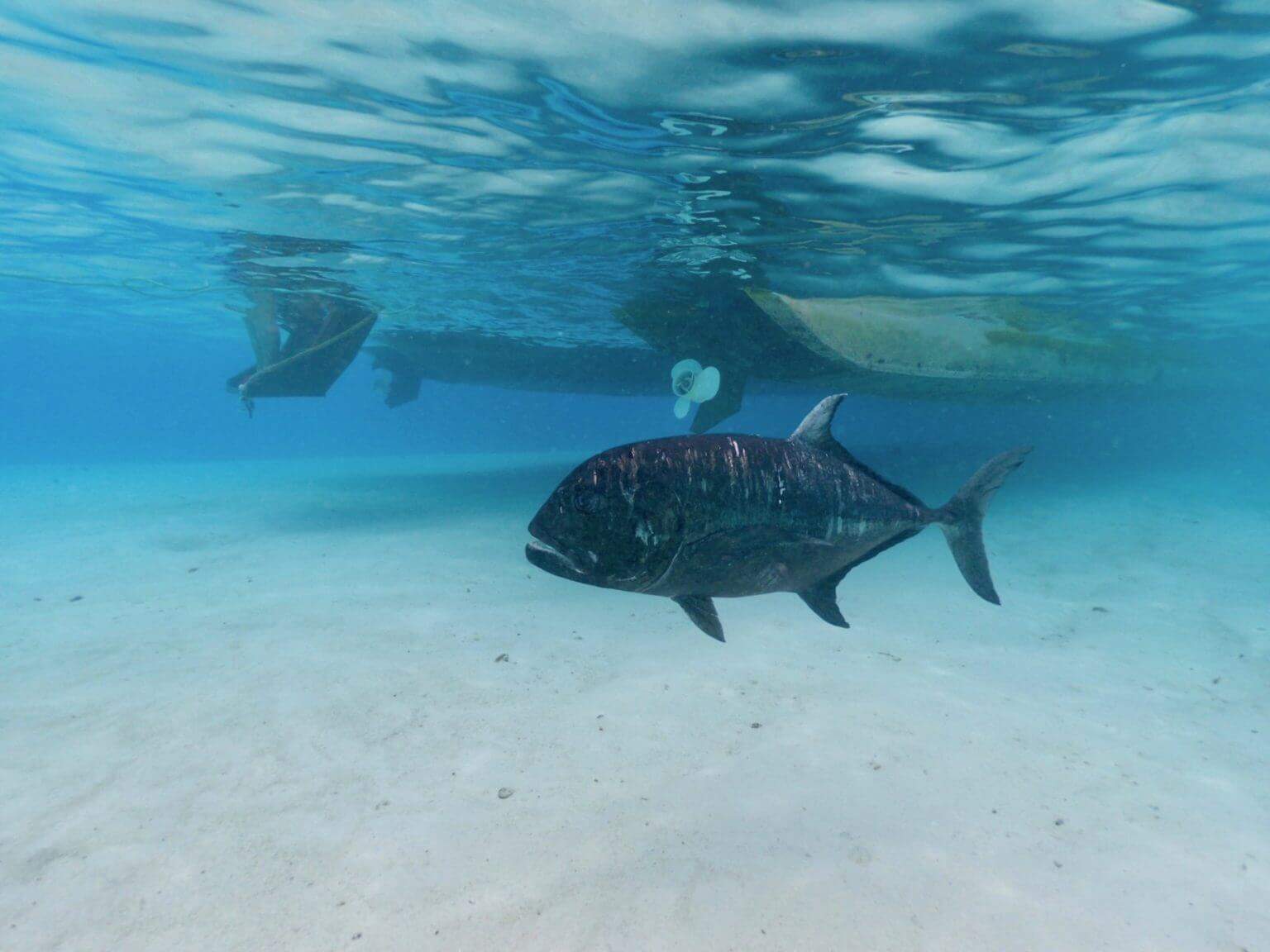 Cook Islands Itinerary - How to spend 10 days on Rarotonga and Aitutaki