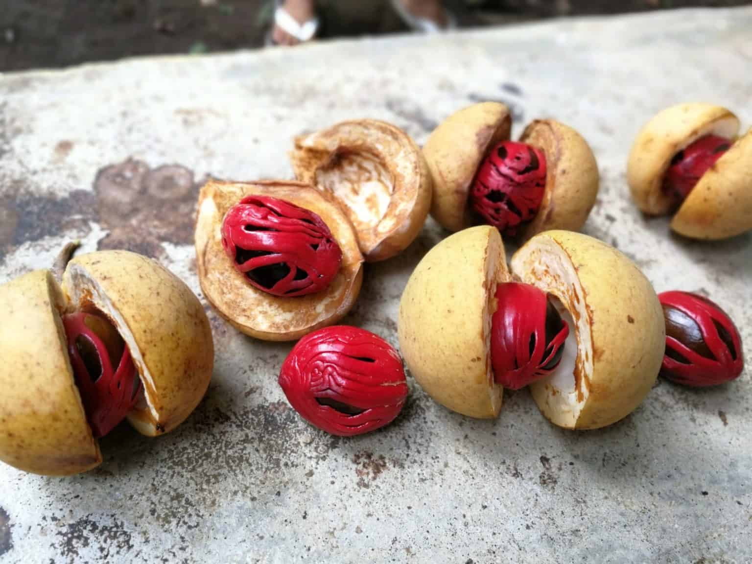 Banda Islands Diving Guide